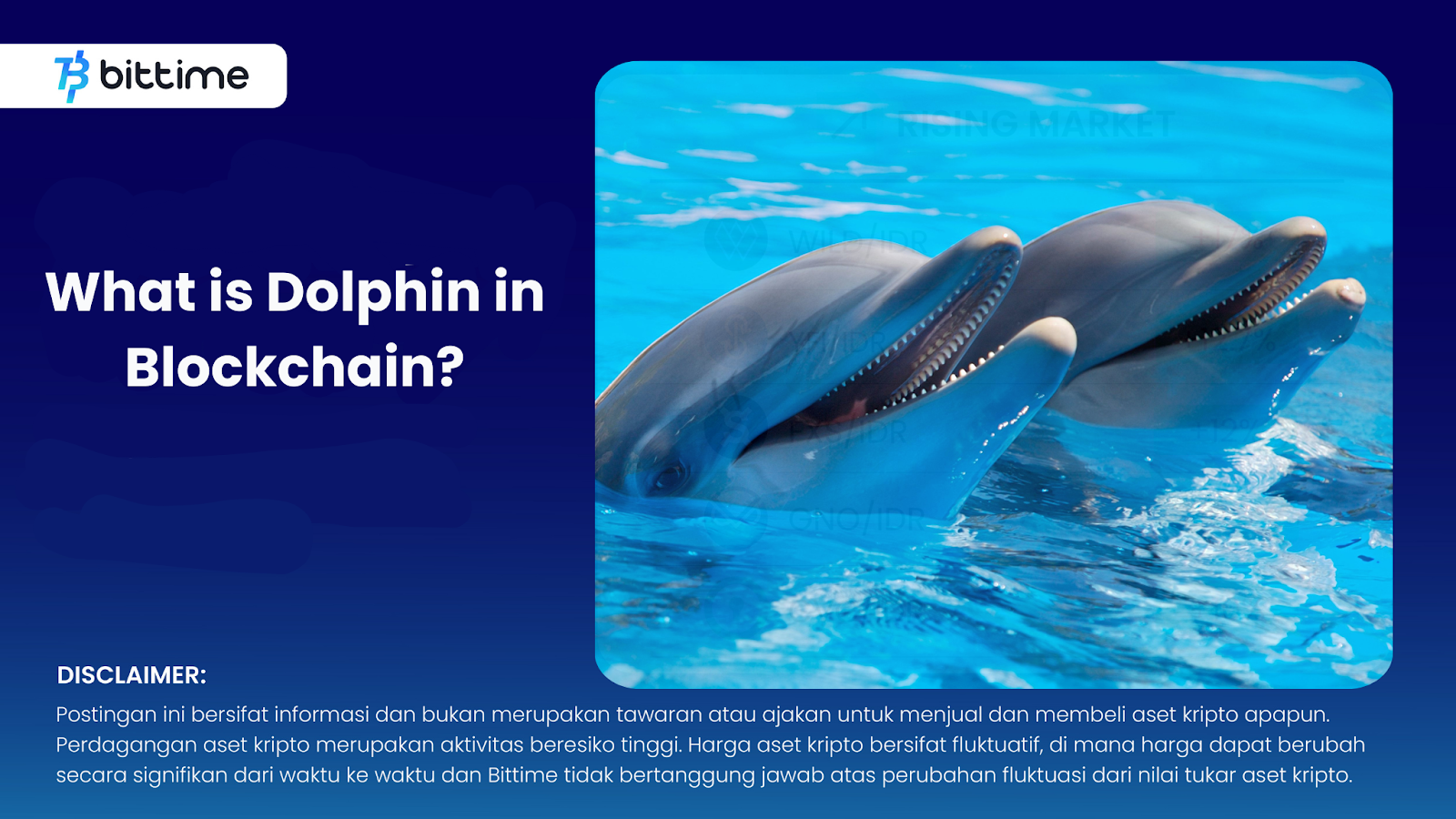What Is Dolphin In Crypto? – Bittime